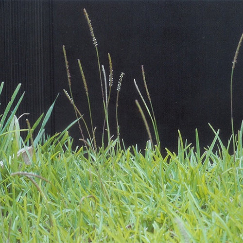 Eremochloa Ophiuroides And Centipedegrass Seeds Heyou Seeds
