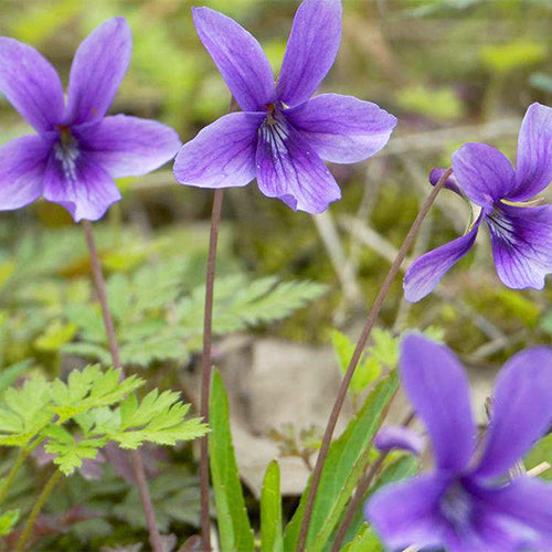 Viola Philippica & Herba Violae Seeds – HeYou Seeds