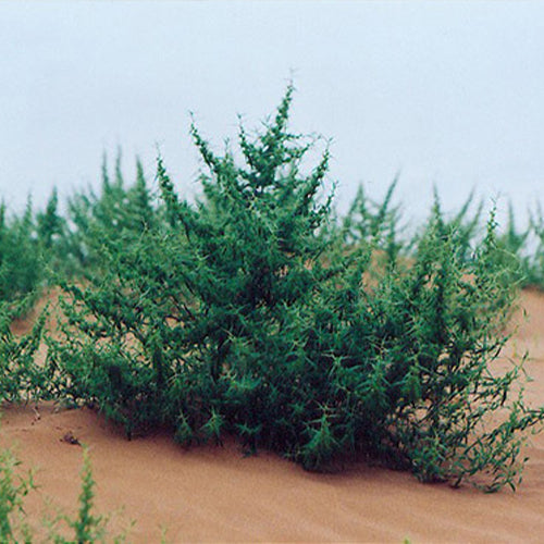 Agriophyllum Squarrosum & Shami Seeds - heyouseeds – HeYou Seeds