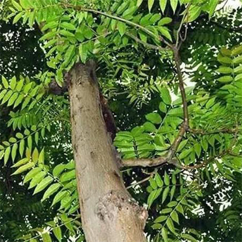 Ailanthus Altissima & Varnish Tree Seeds - heyouseeds – HeYou Seeds