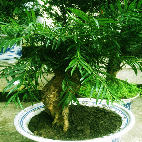 Amentotaxus Yunnanensis & Yunnan Catkin Yew Seeds – HeYou Seeds