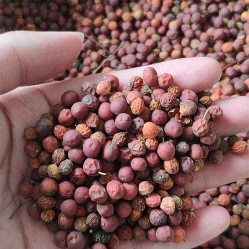 Aphananthe Aspera & Celtis Sinensis Seeds – HeYou Seeds