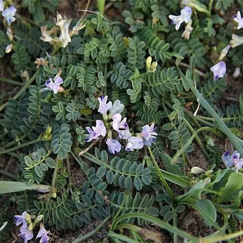 Astragalus Complanatus & Astragali Seeds – HeYou Seeds