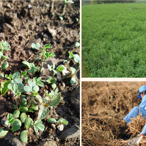 Astragalus Membranaceus & Astmgali Seeds – HeYou Seeds