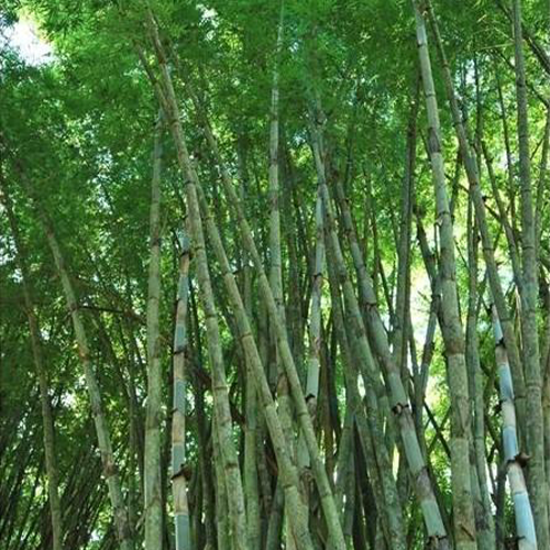 Bambusa Polymorpha & Burmese Bamboo Seeds – HeYou Seeds