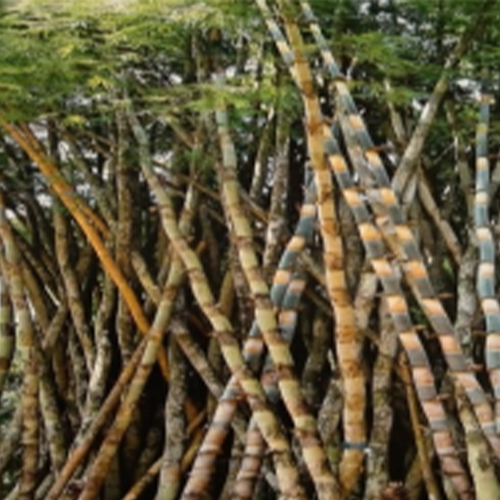 Bambusa Polymorpha & Burmese Bamboo Seeds – HeYou Seeds
