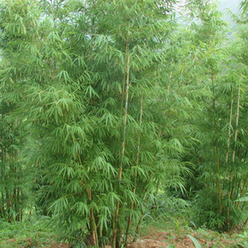 Bambusa Tulda & Indian Timber Bamboo Seeds – HeYou Seeds