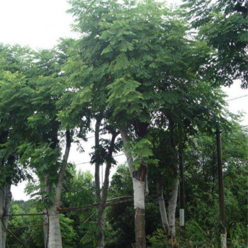 Celtis Tetrandra Seeds – HeYou Seeds