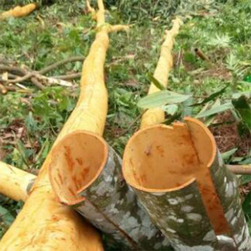 Cinnamomum Cassia & Chinese Cassia Seeds – HeYou Seeds