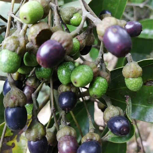 Cinnamomum Cassia & Chinese Cassia Seeds – HeYou Seeds