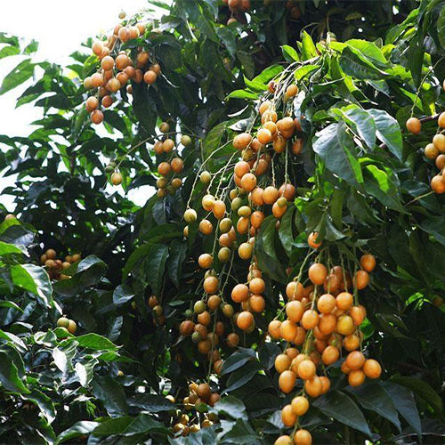 Clausena Lansium & Wampee Seeds – HeYou Seeds