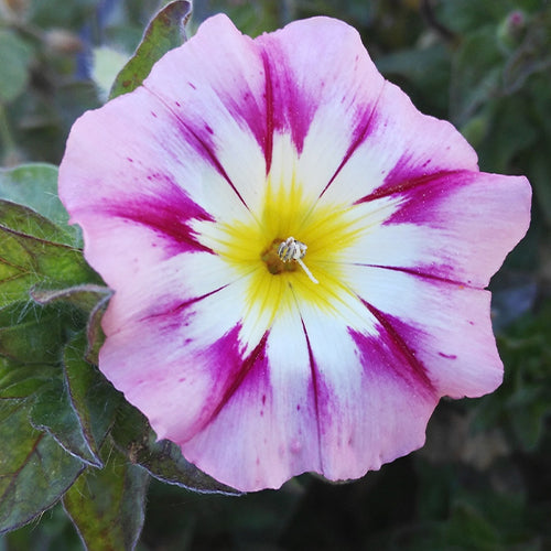 Convolvulus Tricolor Seeds – HeYou Seeds