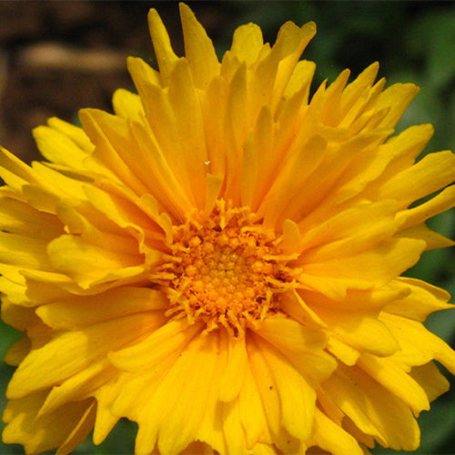 Coreopsis Basalis & Coreopsis Seeds – HeYou Seeds