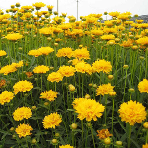 Coreopsis Basalis & Coreopsis Seeds – HeYou Seeds