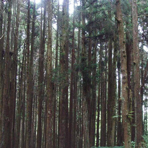 Cunninghamia Lanceolata & Thorn Fir Seeds – HeYou Seeds