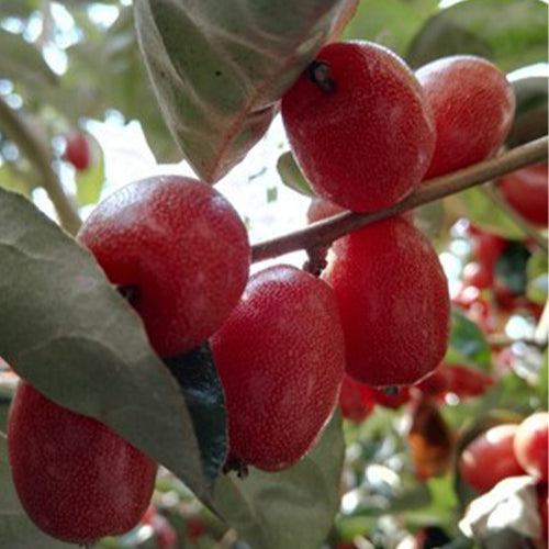 Elaeagnus Conferta & Elaeagnus Densiflora Seeds – HeYou Seeds