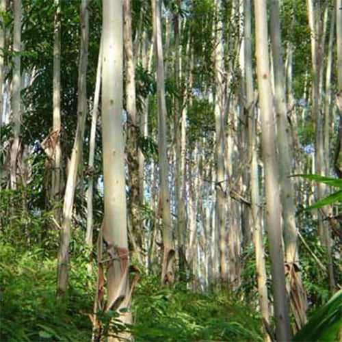 Eucalyptus Robusta & Swamp Mahogany Seeds – HeYou Seeds