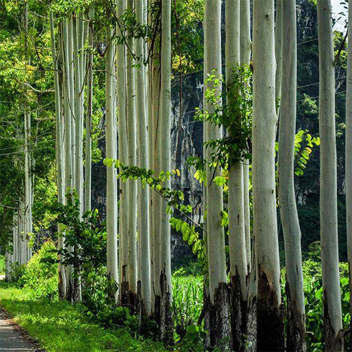 Eucalyptus Robusta & Swamp Mahogany Seeds – HeYou Seeds