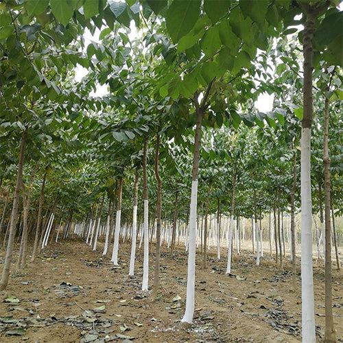 Eucommia Ulmoides & Eucommia Tree Seeds – HeYou Seeds