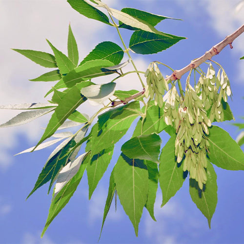 Fraxinus Chinensis & Chinese Ash Seeds – HeYou Seeds