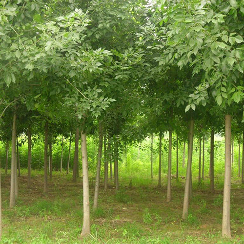 Fraxinus Chinensis & Chinese Ash Seeds – HeYou Seeds