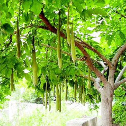 Gleditsia Sinensis & Chinese Honey Locust Seeds – HeYou Seeds