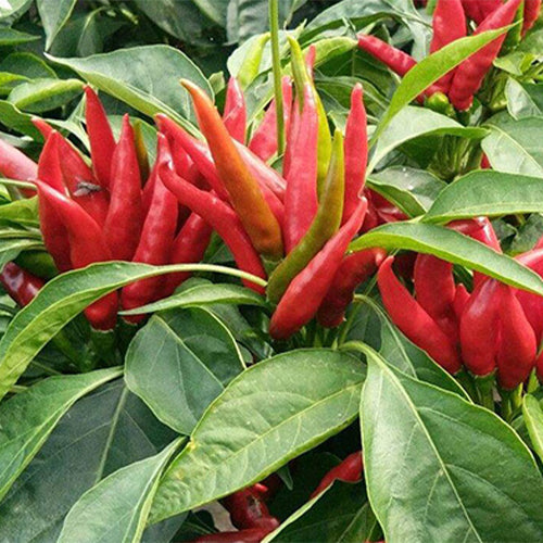 Hybrid F1 Red Pepper & Hot Chilli Seeds – HeYou Seeds