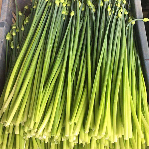 Leek Moss Seeds – HeYou Seeds