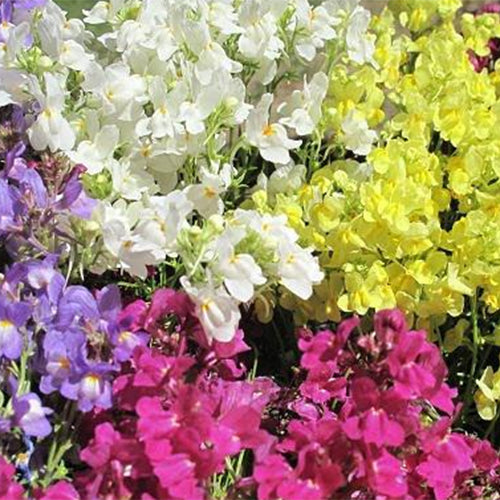 Linaria Vulgaris & Linaria Seeds – HeYou Seeds