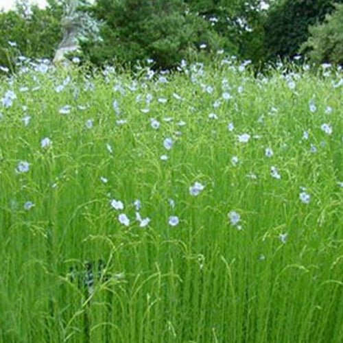 Linum Usitatissimum & Lini Semen Seeds – HeYou Seeds