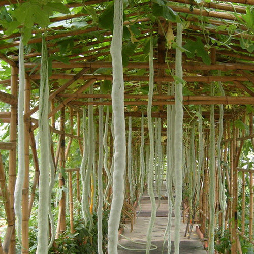 Long Snake Bean Seeds – HeYou Seeds