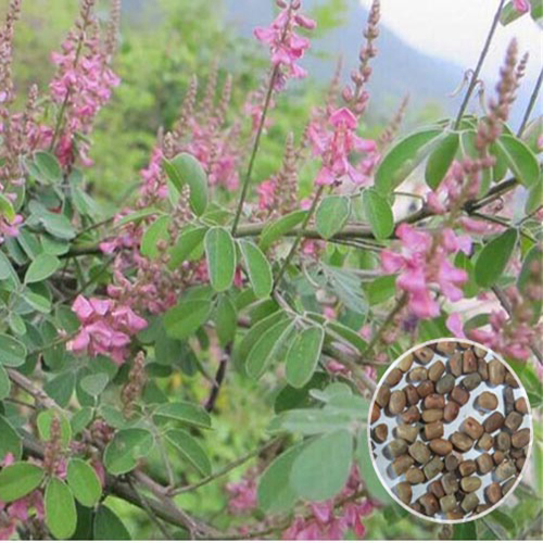Magnolia Multiflora & Magnolia Seeds – HeYou Seeds
