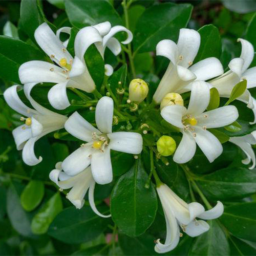 Murraya Paniculata & Murraya Exotica Seeds – HeYou Seeds