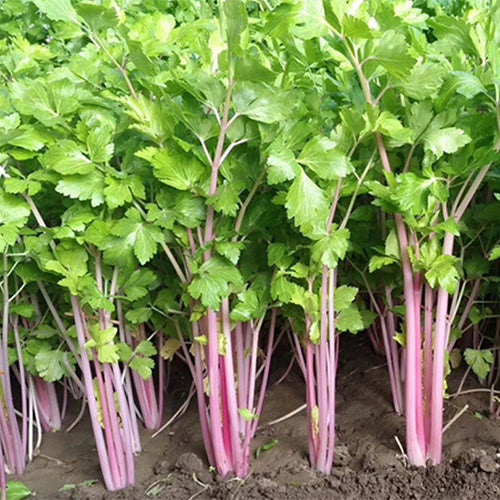 Netherlands Red Celery Seeds – HeYou Seeds