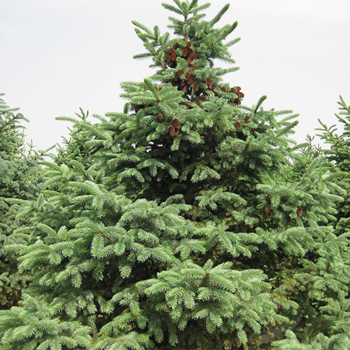 Picea Asperata & Dragon Spruce Seeds – HeYou Seeds