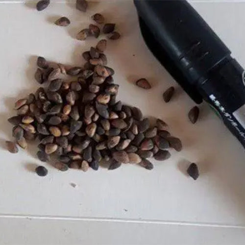 Pinus Caribaea & Caribbean Pine Seeds – HeYou Seeds