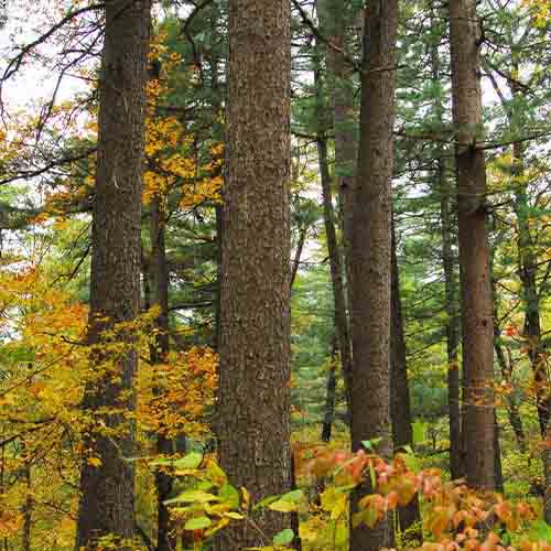 Pinus Koraiensis & Korean Pine Seeds – HeYou Seeds