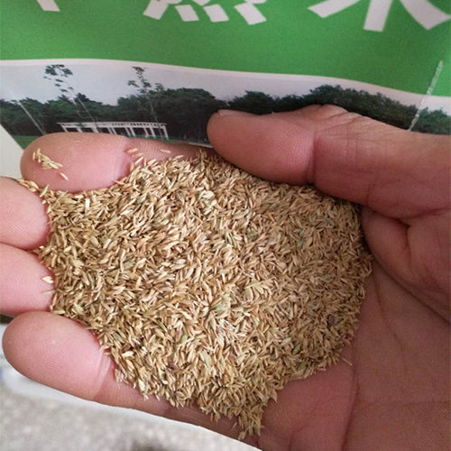 Poa Pratensis & Poa Annua Seeds – HeYou Seeds