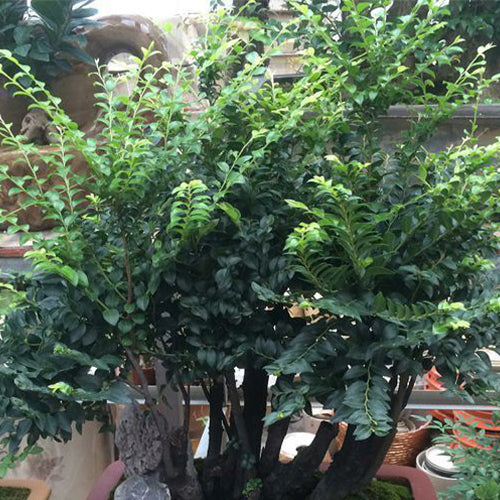 Pterocarpus Santalinus & Red Sanders Seeds – HeYou Seeds