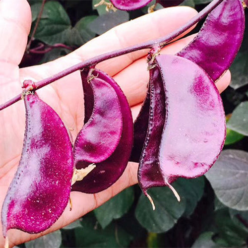 Purple Soy Bean Seeds – HeYou Seeds