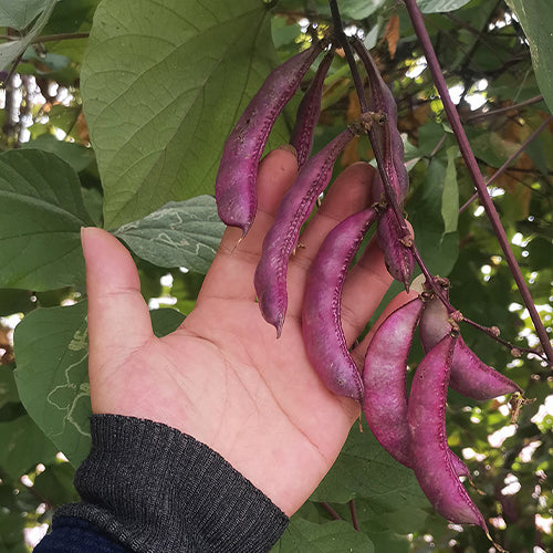 Purple Soy Bean Seeds – HeYou Seeds