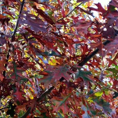 Quercus Nuttallii & Nuttall's Oak Seeds – HeYou Seeds