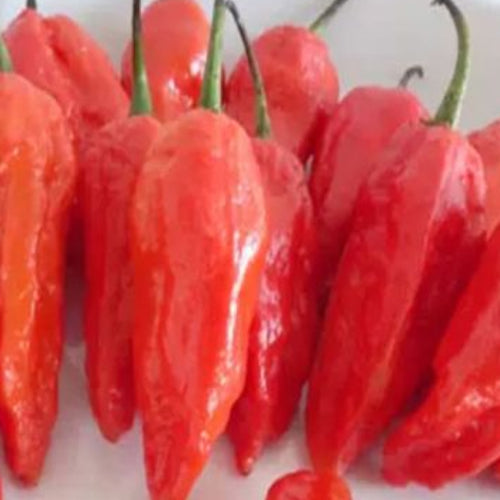 Hybrid F1 Red Devil Pepper & Chilli Seeds – HeYou Seeds