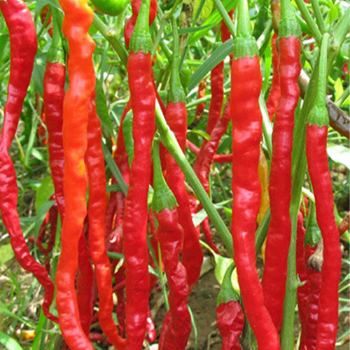 Red Line Pepper & Chilli Seeds – HeYou Seeds