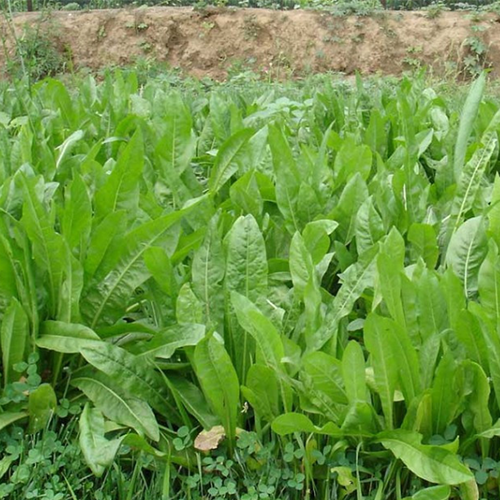 Rumex Patientia & Patience Dock Seeds – HeYou Seeds