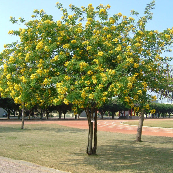 Sophora Xanthantha & Acacia Seeds – HeYou Seeds