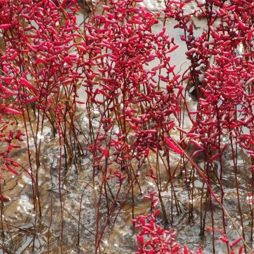 Suaeda Glauca & Suaeda Salsa Seeds – HeYou Seeds