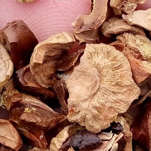 Taxodium Distichum & Swamp Cypress Seeds – HeYou Seeds