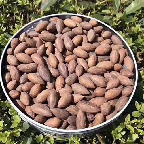 Torreya Grandis & Chinese Nutmeg Yew Seeds – HeYou Seeds