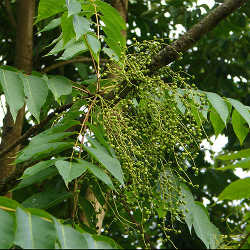 Toxicodendron Vernicifluum & Chinese Lacquer Tree Seeds – HeYou Seeds